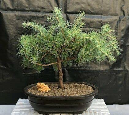 Buy 33 y.o. Deodar Cedar Bonsai Tree Snow Sprite Outdoor Cedrus Deodara ...