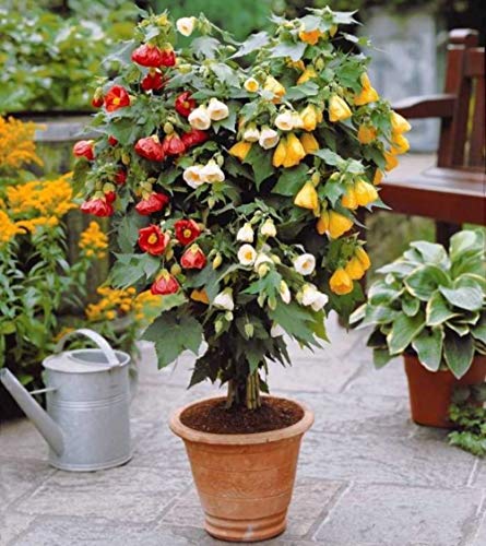 Abutilon - How to grow & care