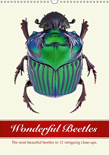 Wonderful Beetles (Wall Calendar 2019 DIN A3 Portrait): The most ...