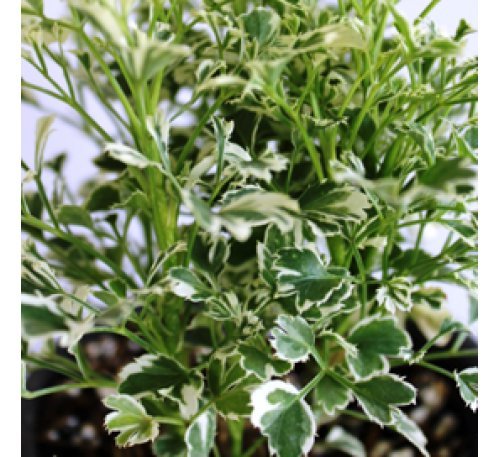 Plantsworld Arelia Miniature White Live Plant : Amazon.in: Garden ...