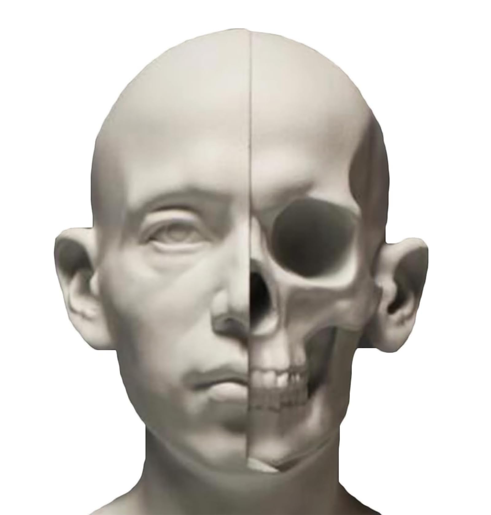 Model Planes Artist's Planar Head Model (13.5cm) - Dual Original ...