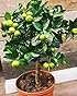 Amazon.com : Dwarf Lemon Bonsai Tree Seeds, 20 Seeds,Grow a Delicious ...