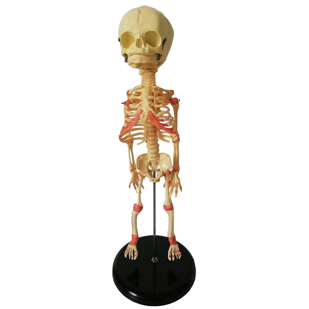 Buy DBSCD Baby Skeleton Model - 35Cm Fetal Skeleton Teaching Model ...