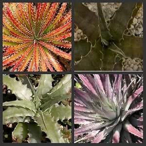 Amazon.com: Semillas 25 plantas hechtia mezcla especial ~ Colorful ...