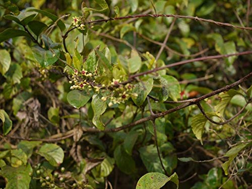 SelpLine | Damvel | Tylophora Indica Live Plant with (Mithi Neem Plant ...