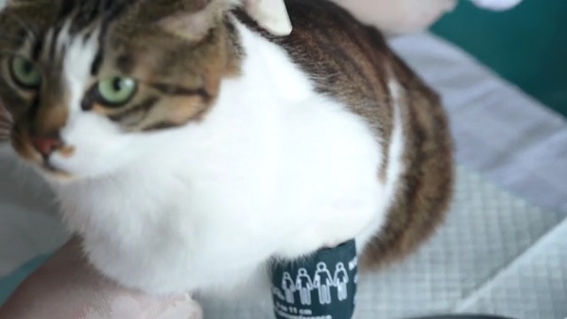 Watch measure blood pressure for a cat on Amazon Live