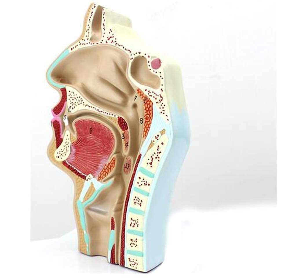 Buy Longitudinal section of the anatomy model, the pathology model of ...