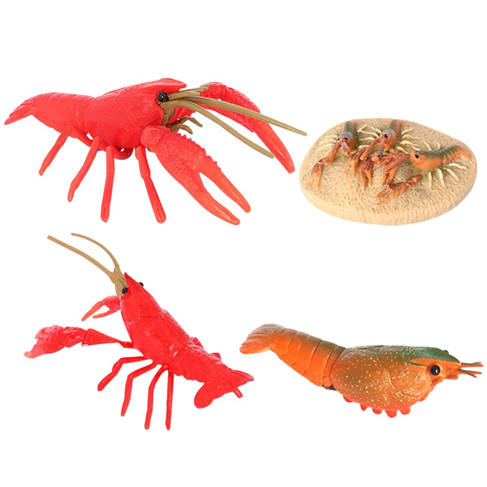Crayfish Life Cycle