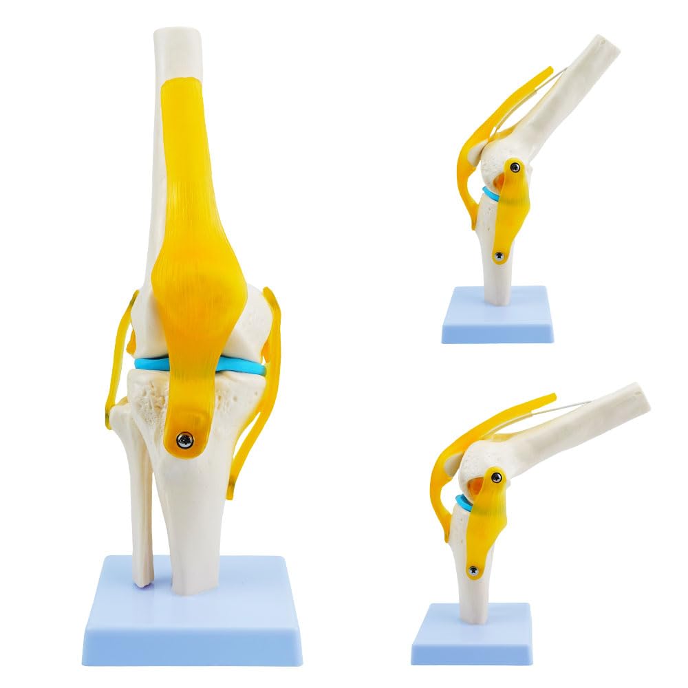 Amazon.com: Life Size Human Knee Anatomy Model with Ligaments, QREBYQ ...