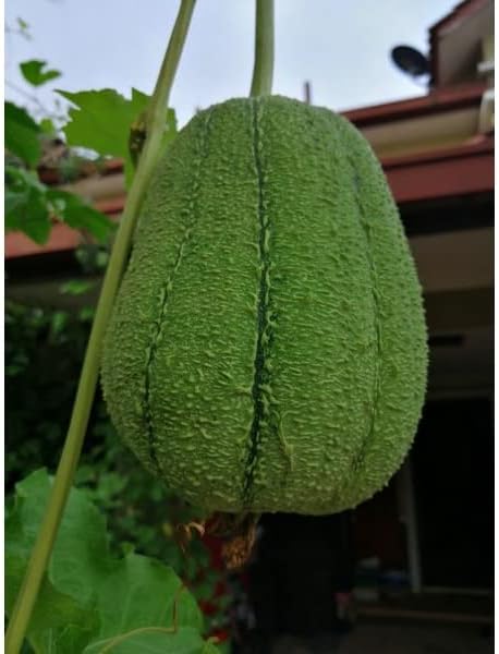 Amazon.com : 5 biji Taiwan Apple Luffa / Loofah 5 Seed / 苹果丝瓜 / 黑金钢丝瓜种子 ...