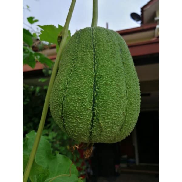 Amazon.com : 5 biji Taiwan Apple Luffa / Loofah 5 Seed / 苹果丝瓜 / 黑金钢丝瓜种子 ...
