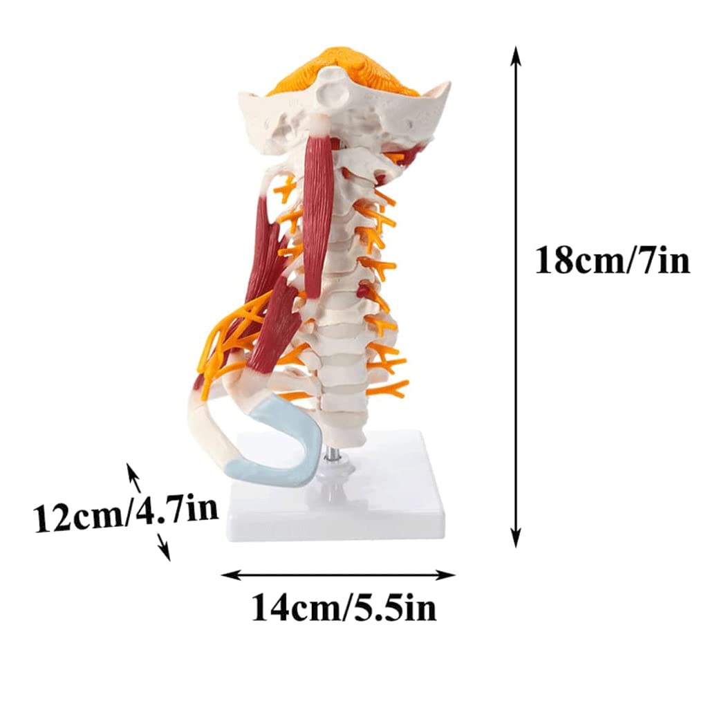 Human Cervical Vertebrae Diagram