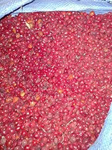 Red chandan tree seeds (18 seeds) : Amazon.in: Garden & Outdoors