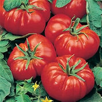 MARMANDE French Heritage Heirloom Bright RED Ribbed Huge Meaty ...