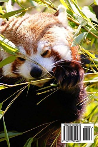 Red Panda Paws