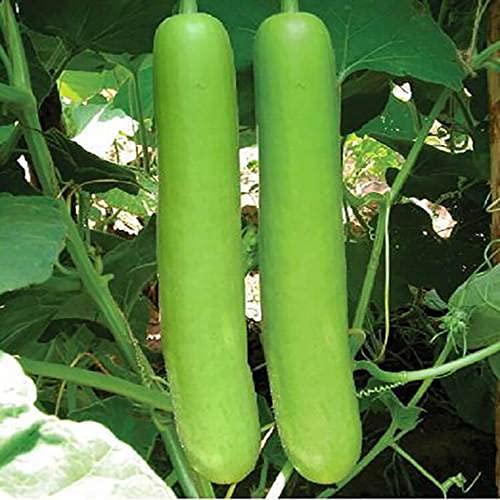 Nature Gallery Bottle Gourd Long | Loki | Ghiya Vegetable Seeds for ...