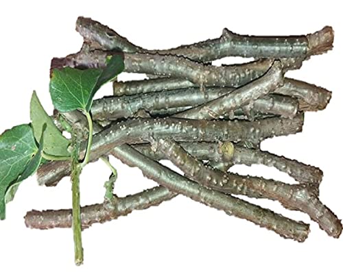 The unique enterprises Natural Giloy Helps in All Types of Disease ...