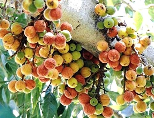 Modern Plants Live Gular/Gooler/Cluster Fig/Ficus Racemosa Delicious ...