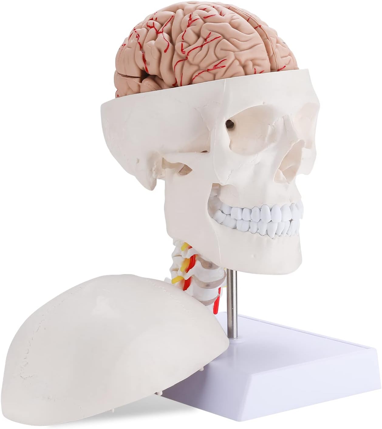 faruijie Brain Anatomical Model Life Size with Cervical Vertebrae ...