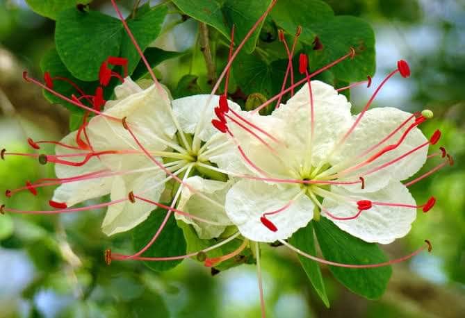 KALPATARU Kanchan Flower Plant Bauhinia Flower Plant 1 Healthy Live ...