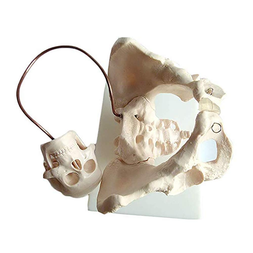 Buy KEZaiZHe Human Model, 10 Human Pelvic Model - Female Fetal ...