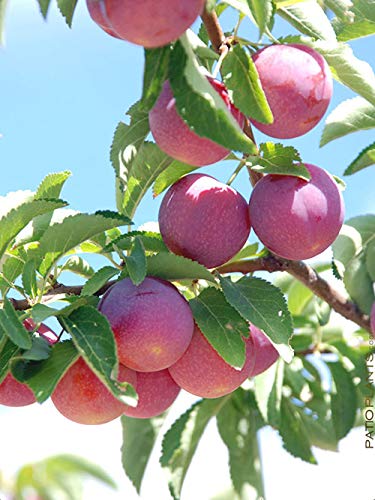 Exotic Fruit Plum Live Plant Care Dwarf Aloo Bukhara Tree Ornamental ...