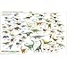 Amazon.com: Dinosaur Evolution Poster Educational Rare New 24X36 ...