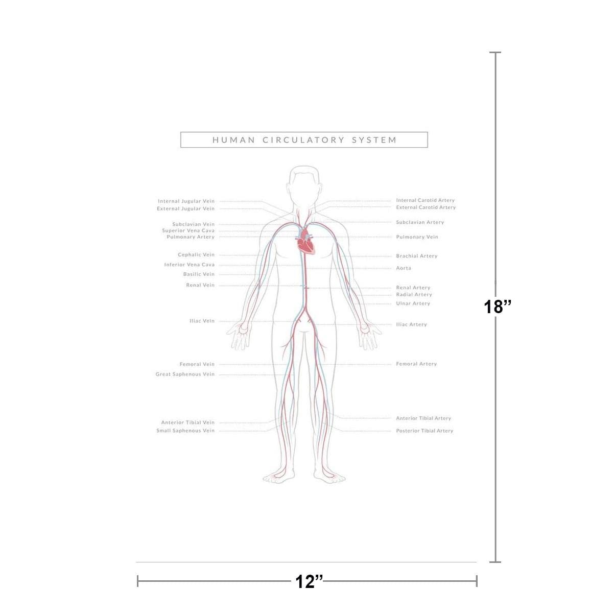 Human Circulatory System Diagram Worksheet