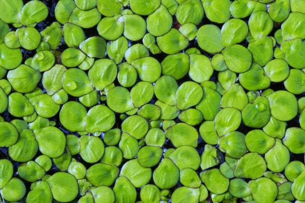 Anandwala Nursery Duckweed (Lemna minor) (Pack of 100+) Live Plant for ...