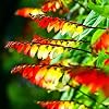 Amazon.com : SeedsUP - 50+ Seeds Firecracker Vine Mina Lobata Quamoclit ...