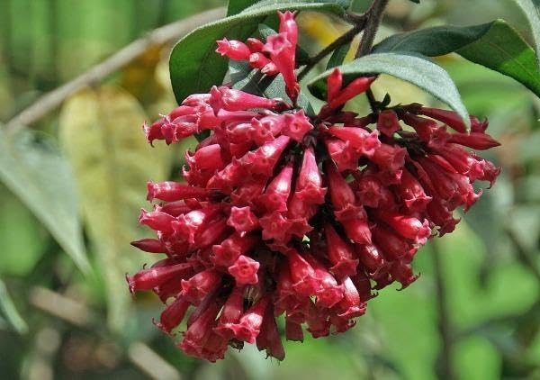 Cestrum elegans - How to grow & care