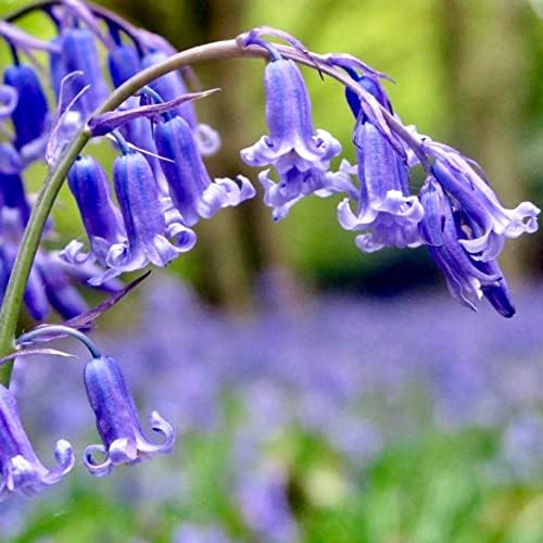 5 x English Bluebells Bulbs - Bluebells in The Green - Cultivated and ...