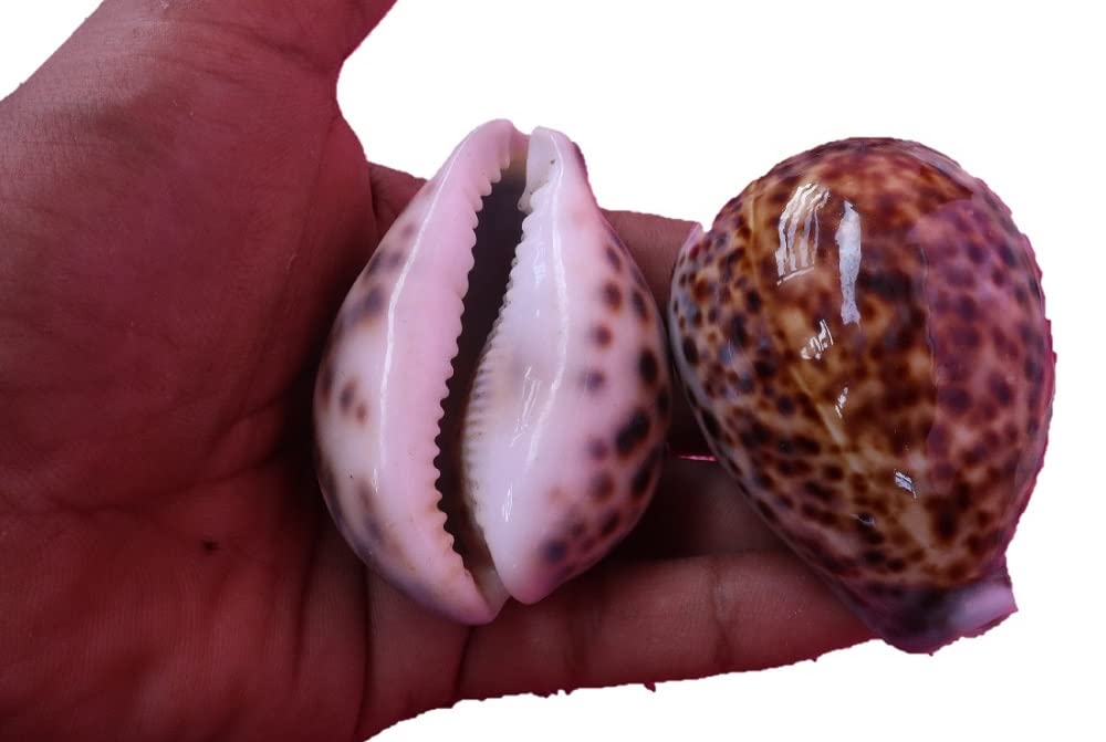 Buy PK Sons® Original Big Laxmi Cowrie | Large Kaudi | Kodi Online at ...
