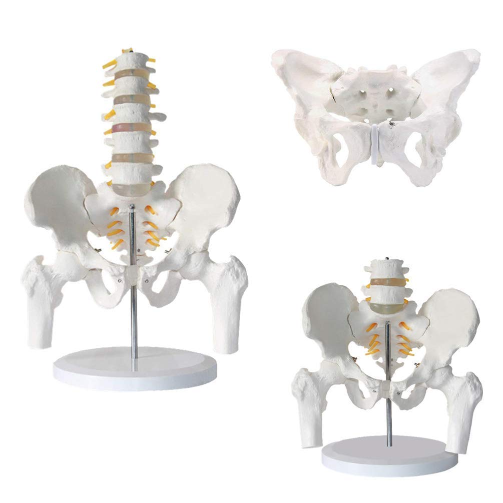 Professional Educational Model Pelvis Model Anatomy Pelvis With Spine ...