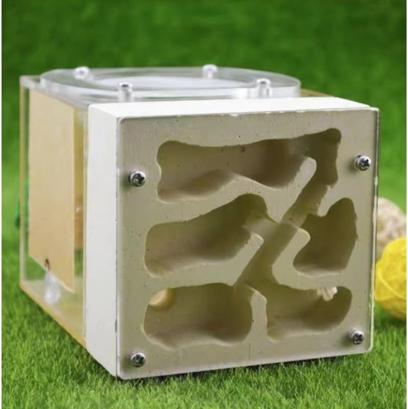 Amazon.com: Small Ant Colony Acrylic Plaster Combo Hybrid Nest Ants ...
