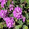 Amazon.com : Generic 150+Mix Lantana Seeds for Planting-Perennial Lantana Camara Seeds Garden ...