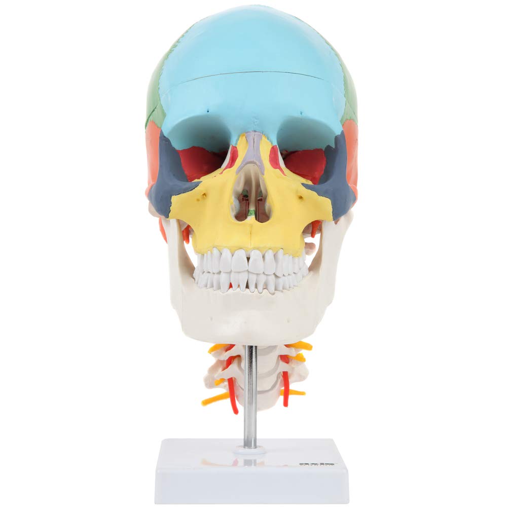 Buy Axis Scientific Didactic Skull on Cervical Vertebrae with Nerves ...