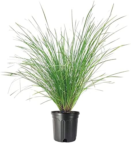 Amazon.com : Lomandra longifolia Breeze | 3 Large Gallon Size Plants ...