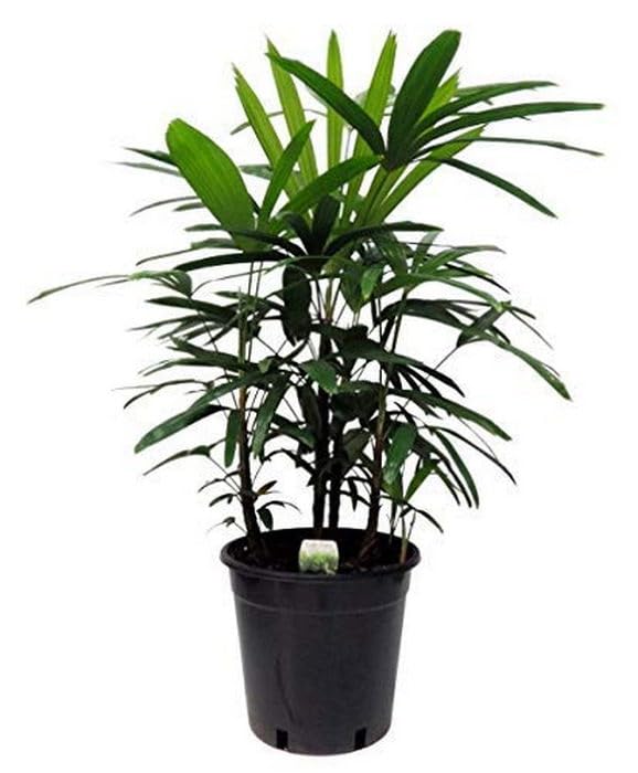 OhhSome Japanese Palm - Indoor Rare Rhapis Excelsa Lady Live Plant (1 ...