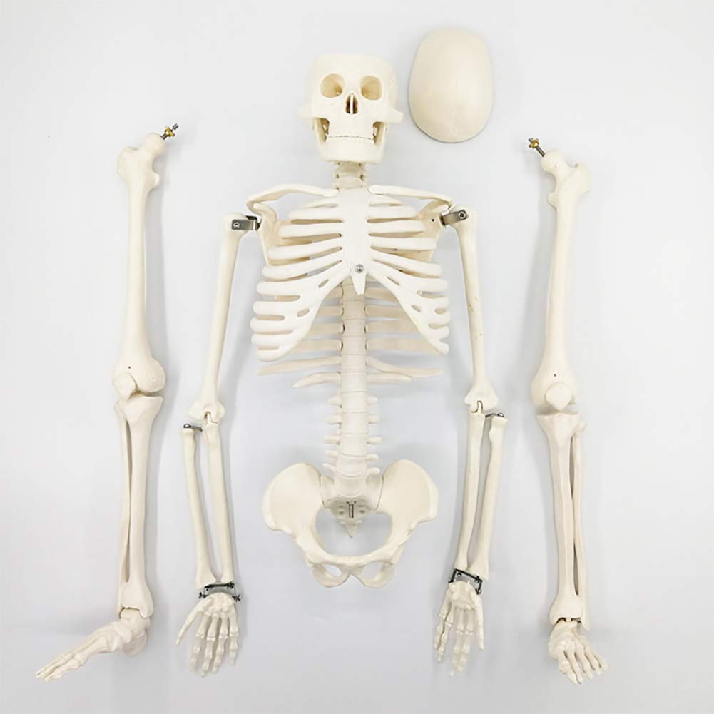Human Skeleton Model, Anatomical Skeleton, Life Size Flexible Skeleton ...