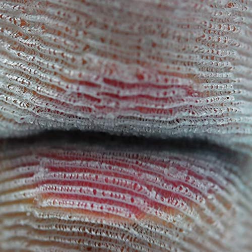 Amazon Music Unlimited - Ella Thompson 『Hysteria』