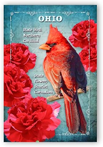Amazon.com : OHIO BIRD AND FLOWER postcard set of 20 identical ...