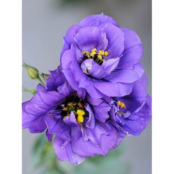 Indian Hybrid Lisianthus | Nandini flower live Plant (healthy plant ...