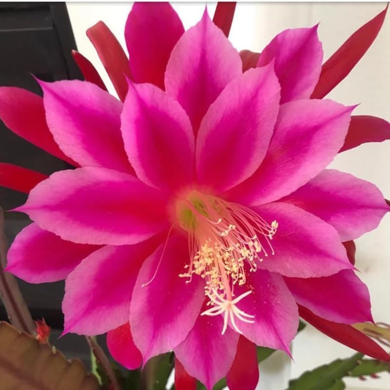 Amazon.com : 2 Pink Epiphyllum Plants Live, Epiphyllum Orchid Cactus ...