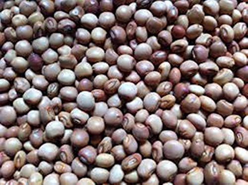 Amazon.com: Bulk Pigeon Pea Seeds, A. k.S Gandules Bean, Jamaican Gungo ...