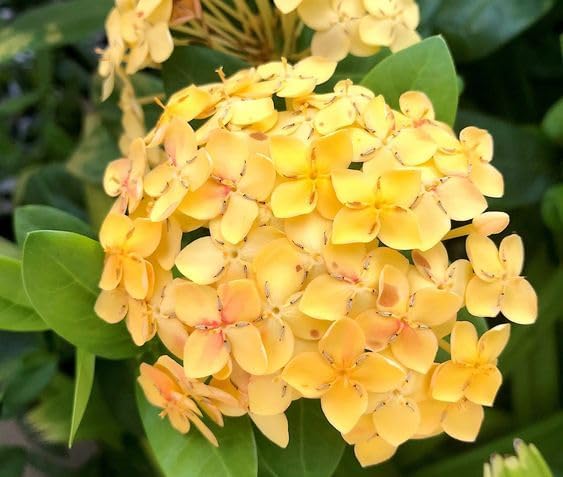 GREEN VOLCANO Yellow Hydrangea Live Plant Hydrangea macrophylla ...