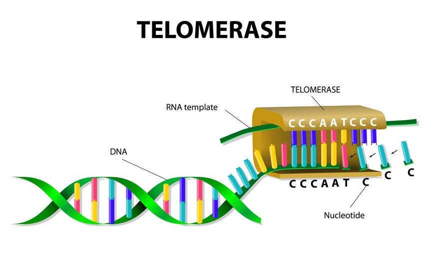 Bill Andrews on Telomere Basics: Curing Aging: Bill Andrews, Jon ...