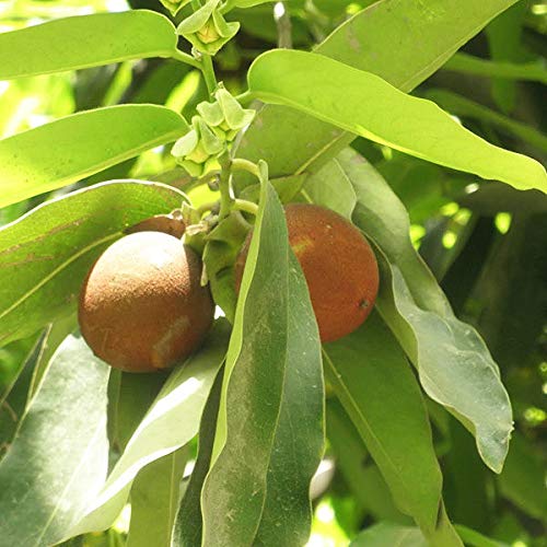 LushGreen Gardens Gaab Gab Fruit Tree Live Plant : Amazon.in: Garden ...