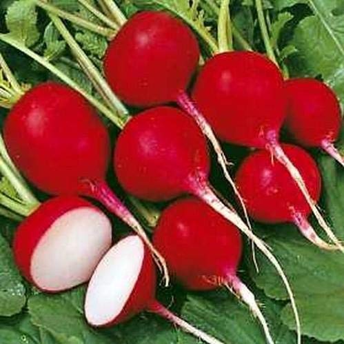 AIREX TURNIP RED BALL VEGETABLES SEEDS (AVG 30-50) SEEDS X 1 PACKET ...
