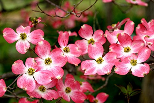 Top 10 Best Dwarf Pink Dogwood Tree : Reviews & Buying Guide - Katynel